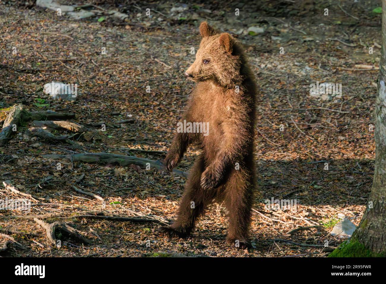 Brown bear standing up hi-res stock photography and images - Alamy