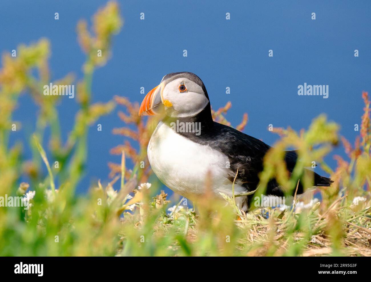 Puffin , Lunga, Treshnish Isles, Scotland Stock Photo - Alamy