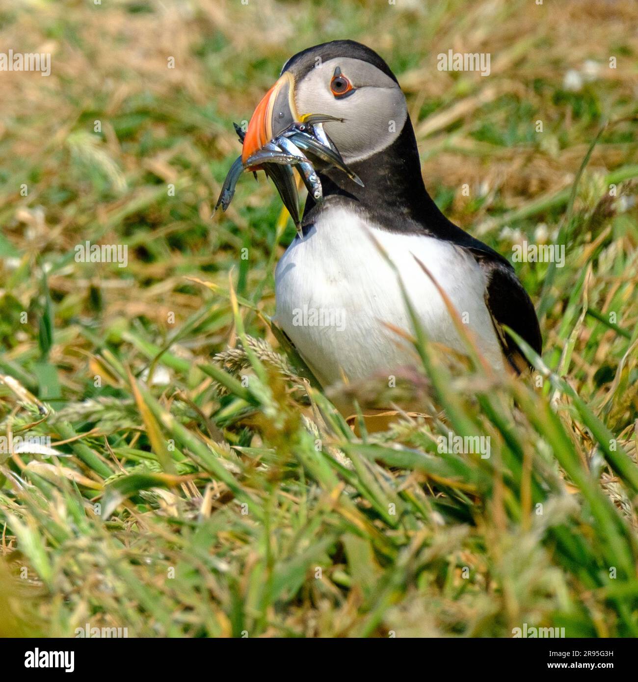 Puffin with Beak Full of Fish Stock Photo - Alamy