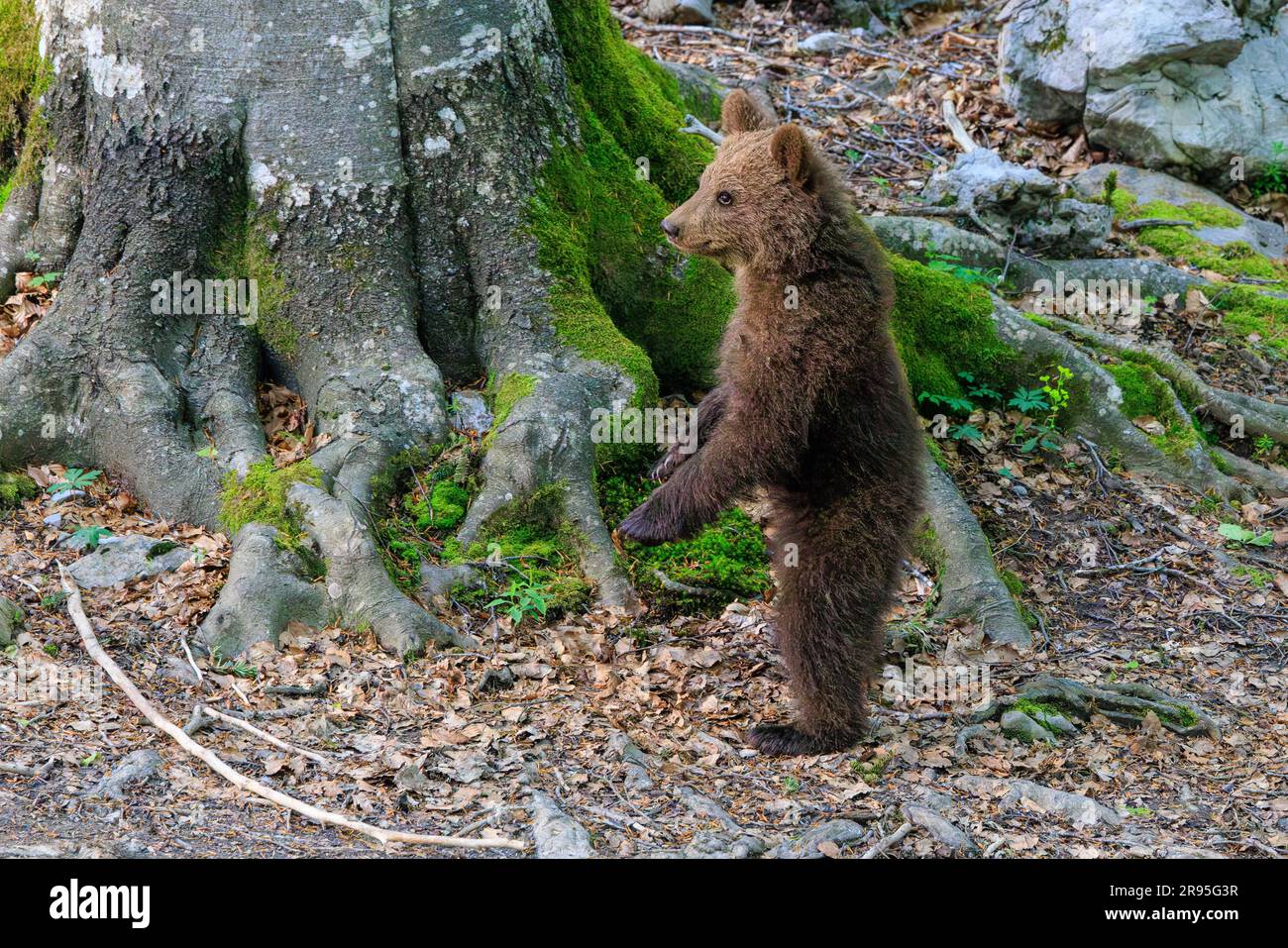 cute european brown bear cub standing up and on the look out in a ...