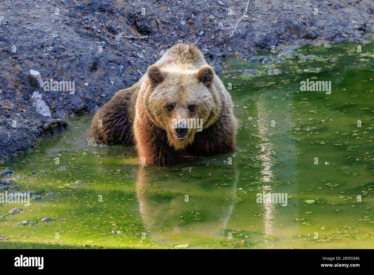 adult female european brown bear sitting in a pond of green water in a ...