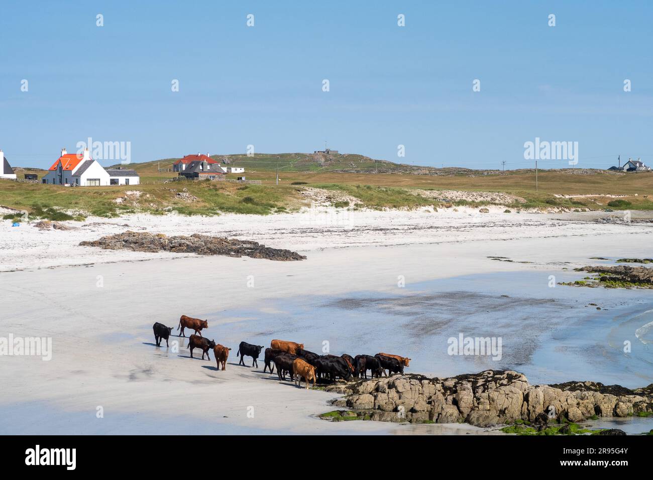 Cows on beach hi-res stock photography and images - Alamy