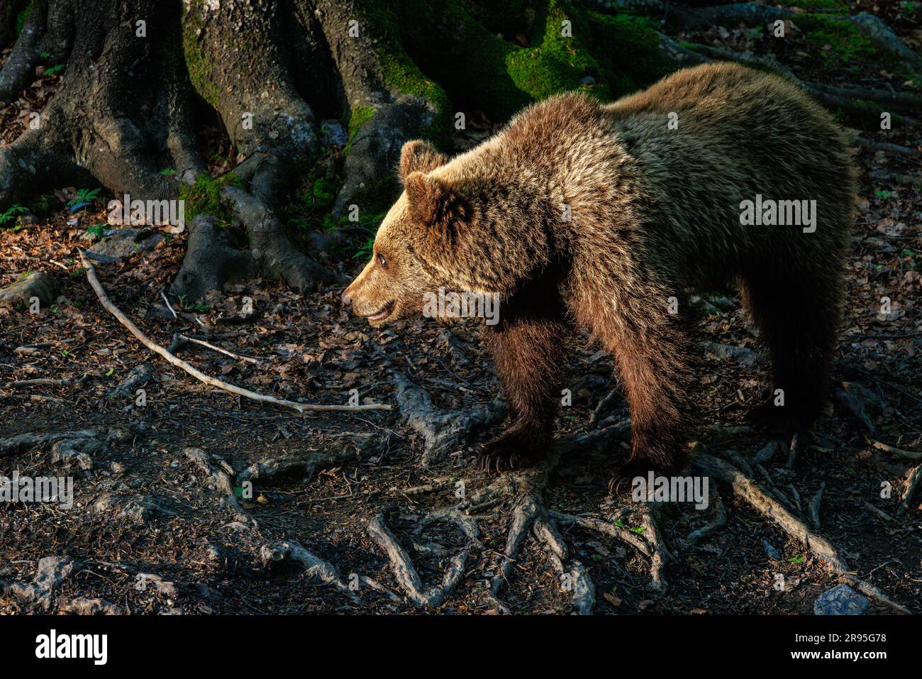 Pension na meji hi-res stock photography and images - Alamy