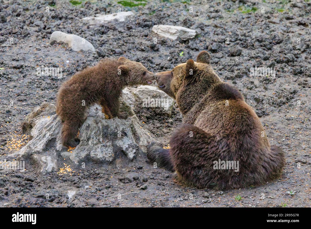 touching photo of european brown bears in the wild a mother and cub ...
