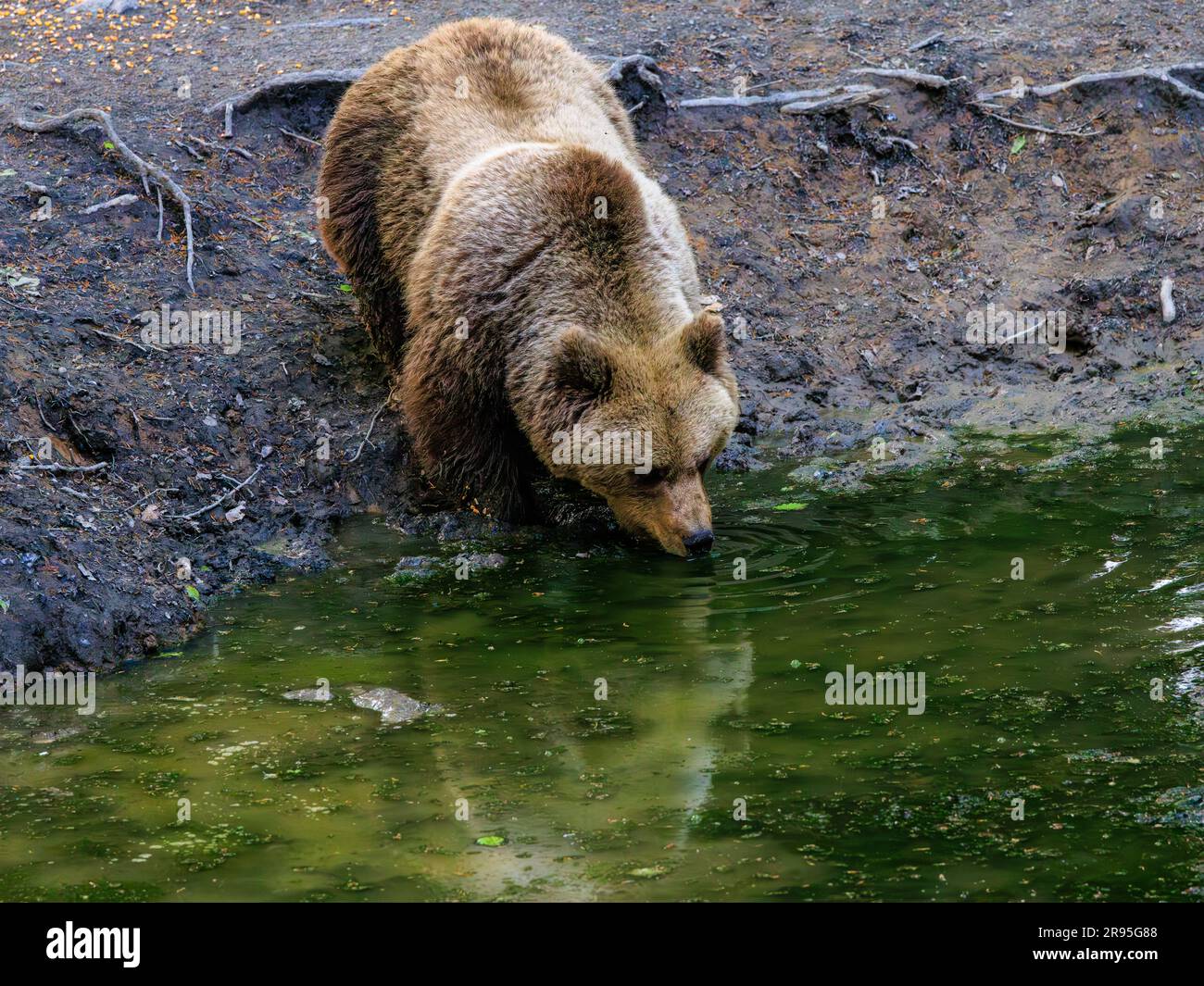 adult female european brown bear is reflected in the green water of a ...