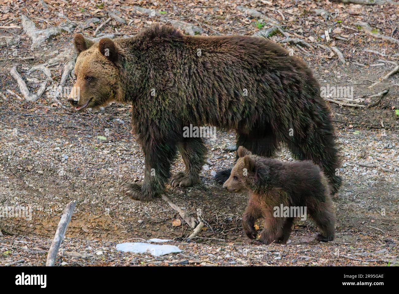 adult female brown bear and her cub stand in a clearing in the forest ...