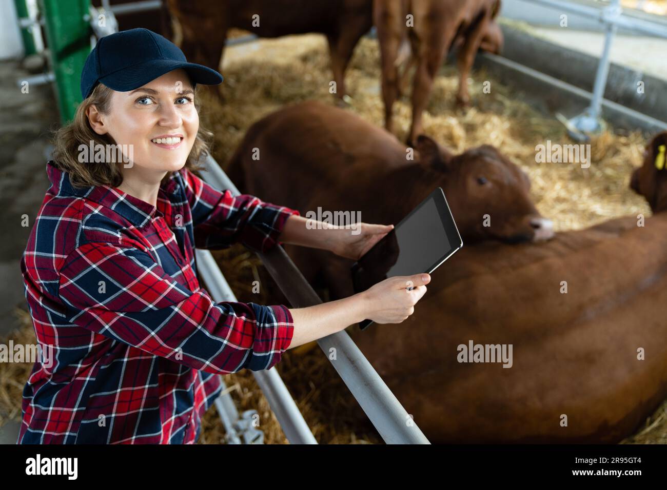 Woman farmer with tablet at a dairy farm. Herd management Stock Photo ...