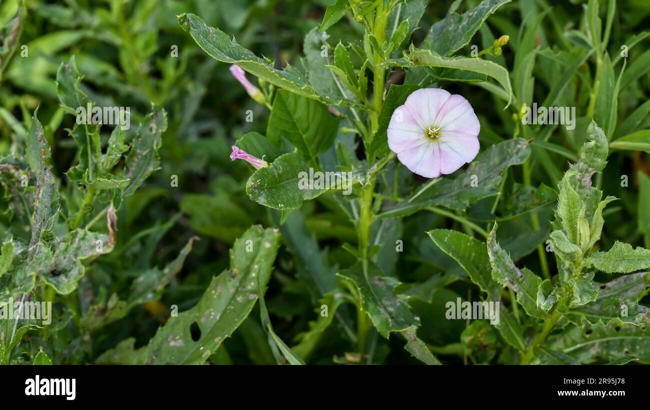 Single white wildflower in bloom in the open field Stock Photo - Alamy