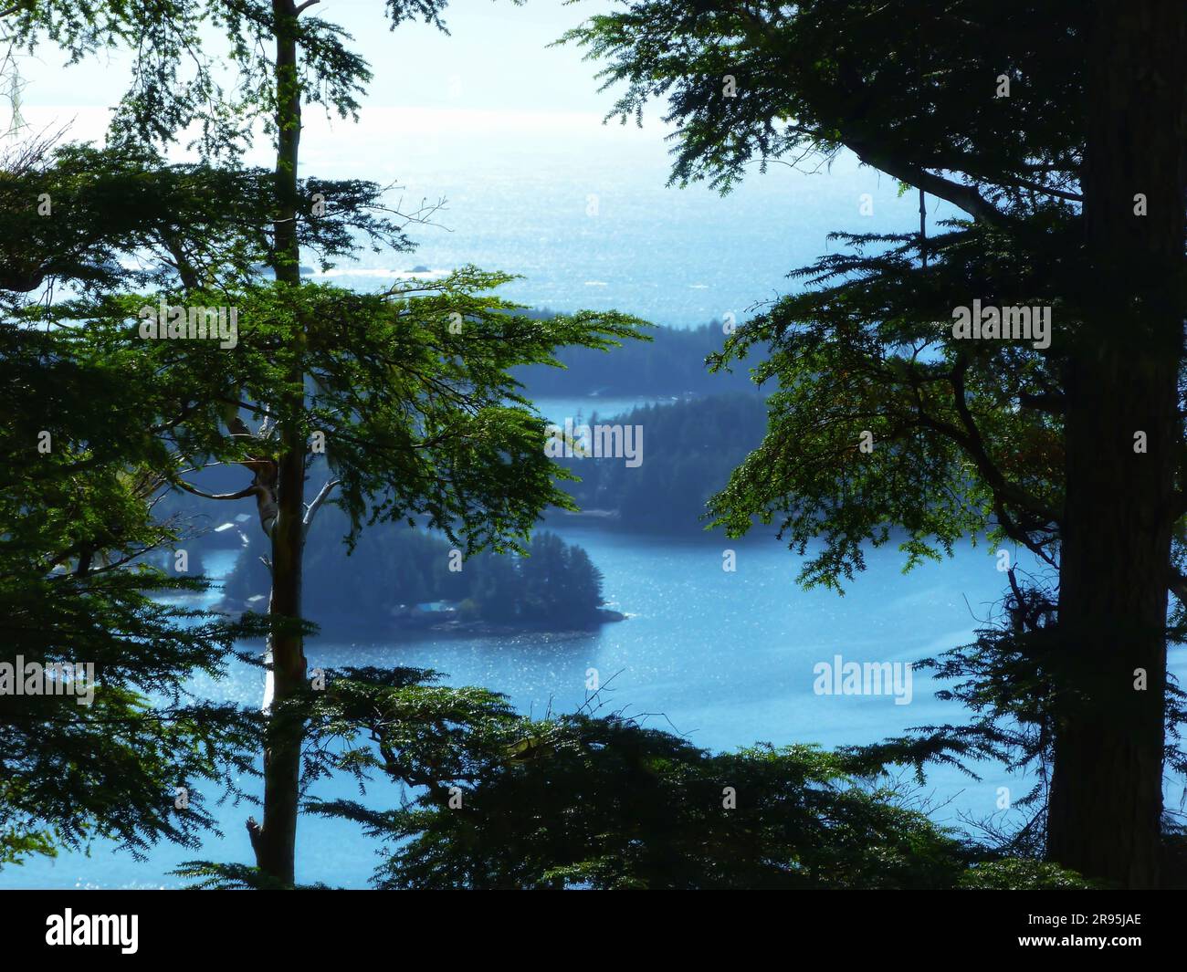 Find serene harmony in the captivating interplay of trees, clouds, and ...