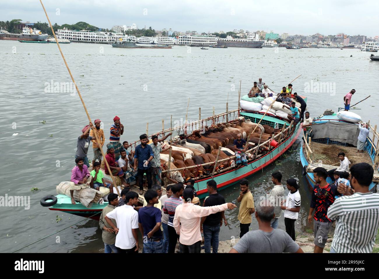 Dhaka, Bangladesh. 24th June, 2023. Cattle traders transport their cows on a boat along the ...
