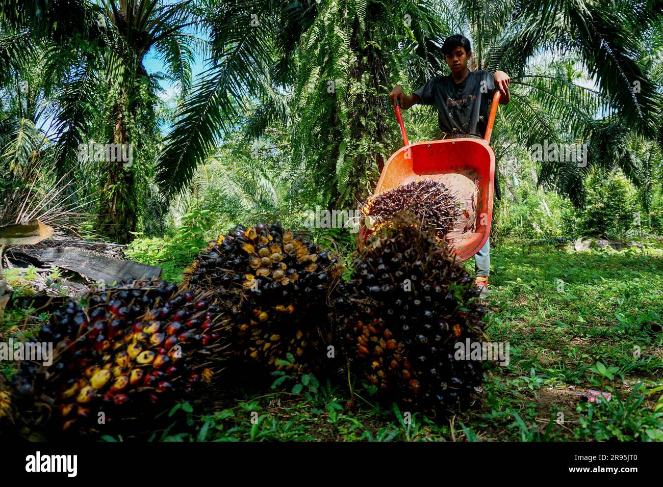 Aceh, Indonesia. 24th June, 2023. A worker unloads palm oil fruits with ...