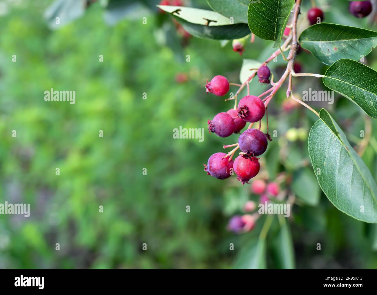 fresh red bunch of berries hanging on the tree branch Stock Photo - Alamy