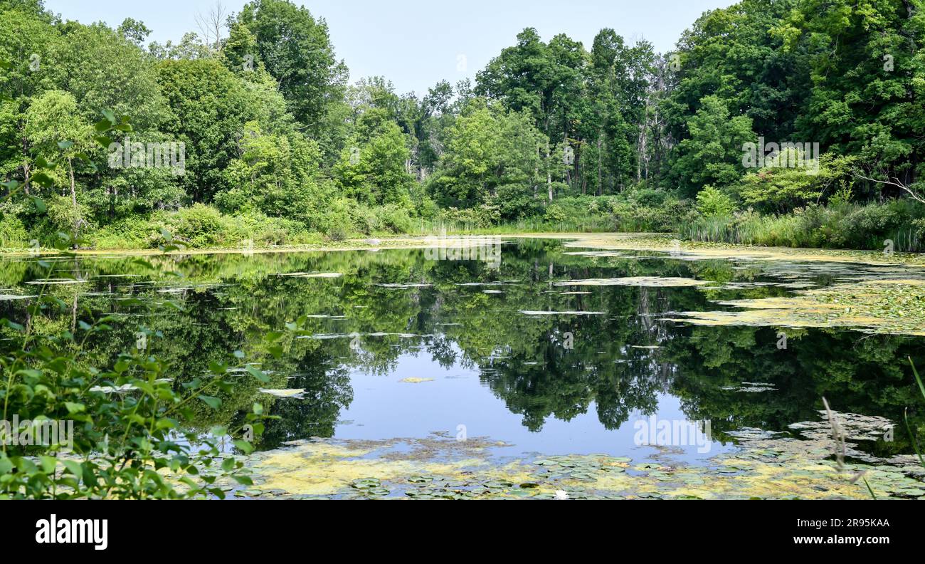 trees with mirror reflection in the calm pond water Stock Photo - Alamy