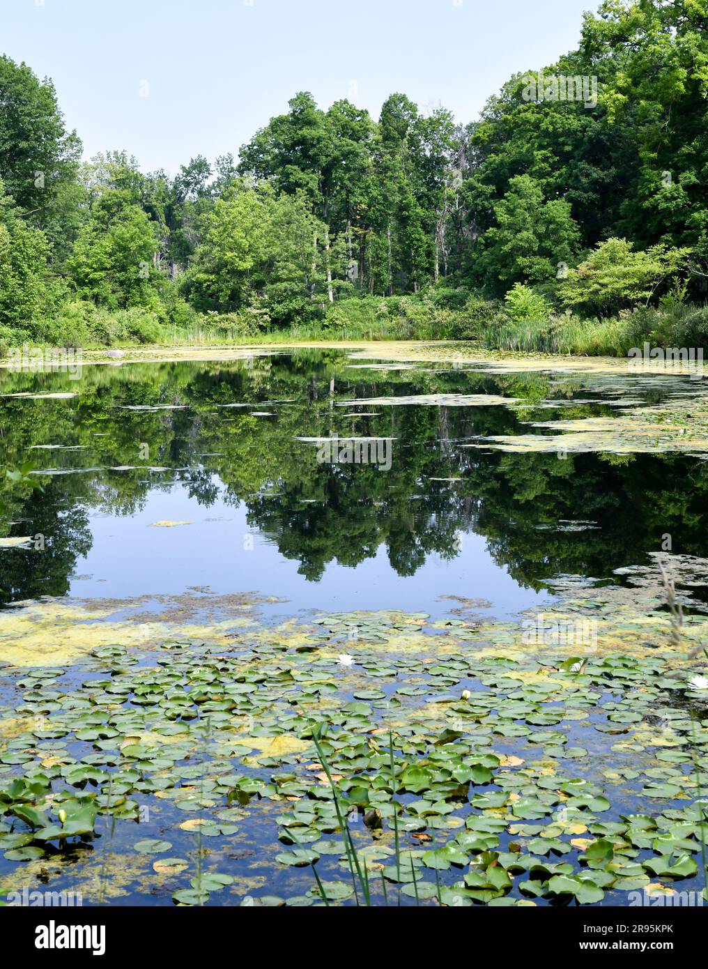 trees with mirror reflection in the calm pond water Stock Photo - Alamy