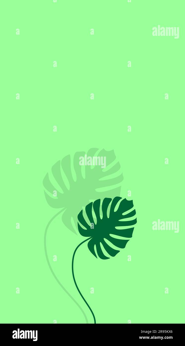 Vector illustration of monstera deliciosa leaf with a shadow on a green ...