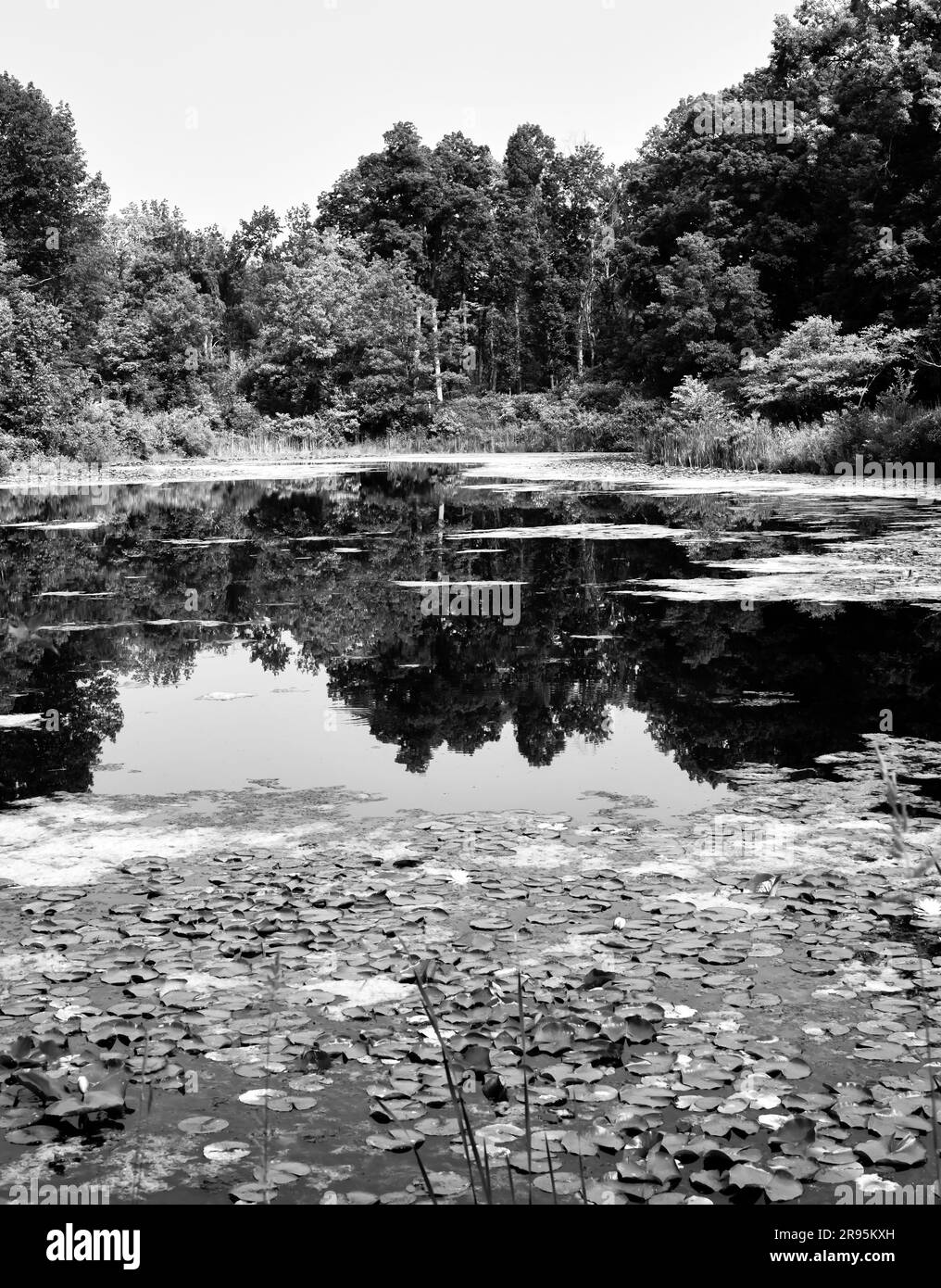 Reflection trees pond in water Black and White Stock Photos & Images ...