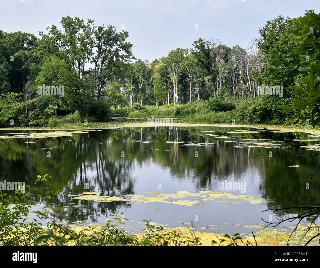 Calm water pond hi-res stock photography and images - Alamy