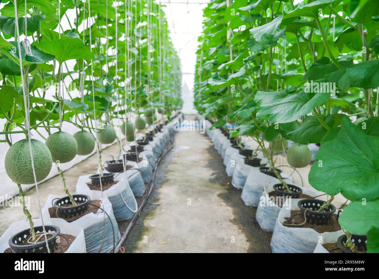 Melon growing hi-res stock photography and images - Alamy