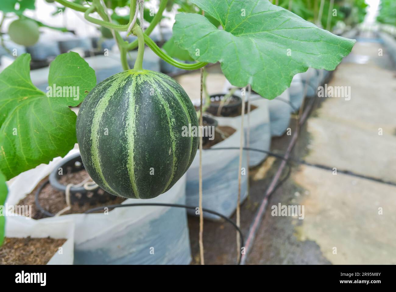 Green melon cantaloupe growing hi-res stock photography and images - Alamy