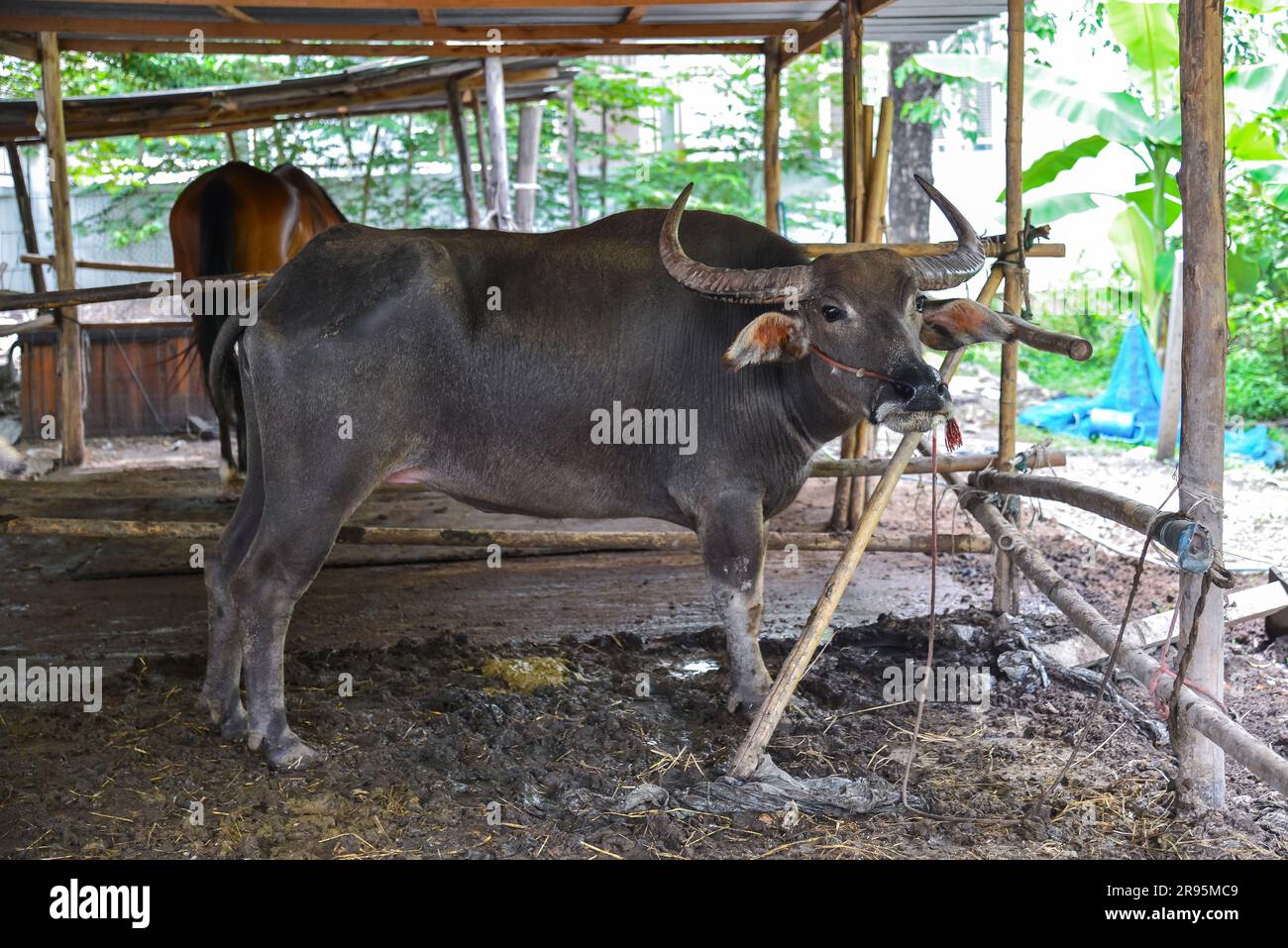 thai buffalo in the pen Stock Photo - Alamy