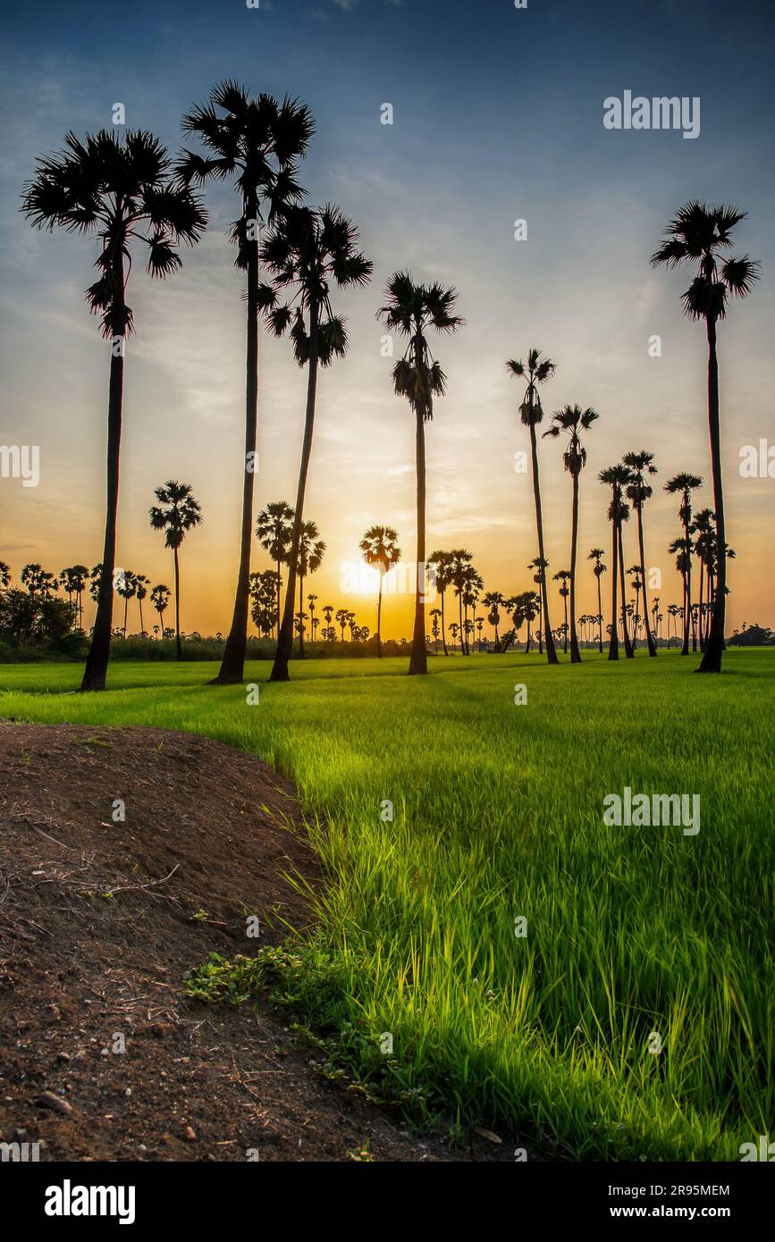 Sugar palm tree hi-res stock photography and images - Alamy