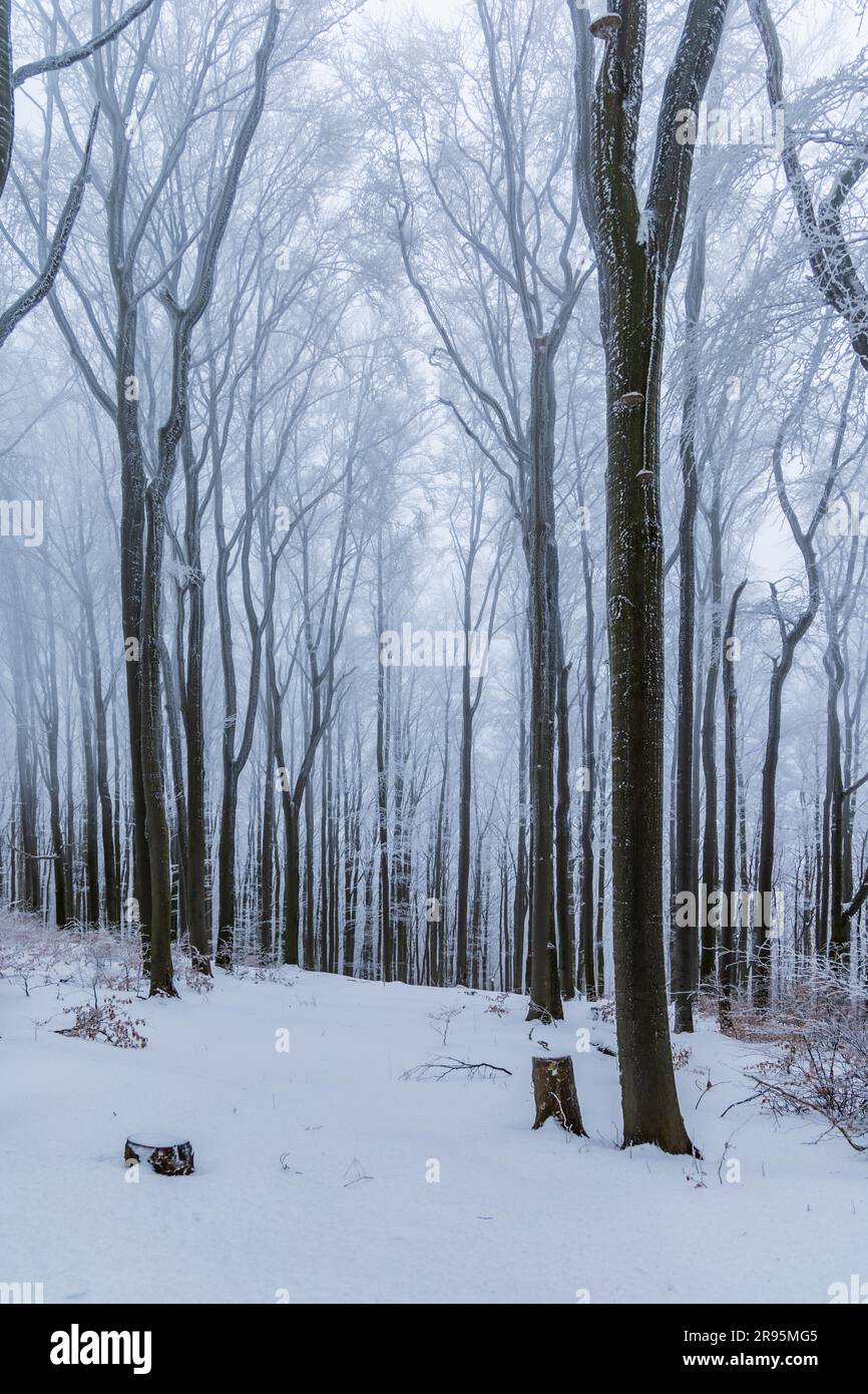 Beautiful winter mountain landscape of high trees full of snow hidden ...