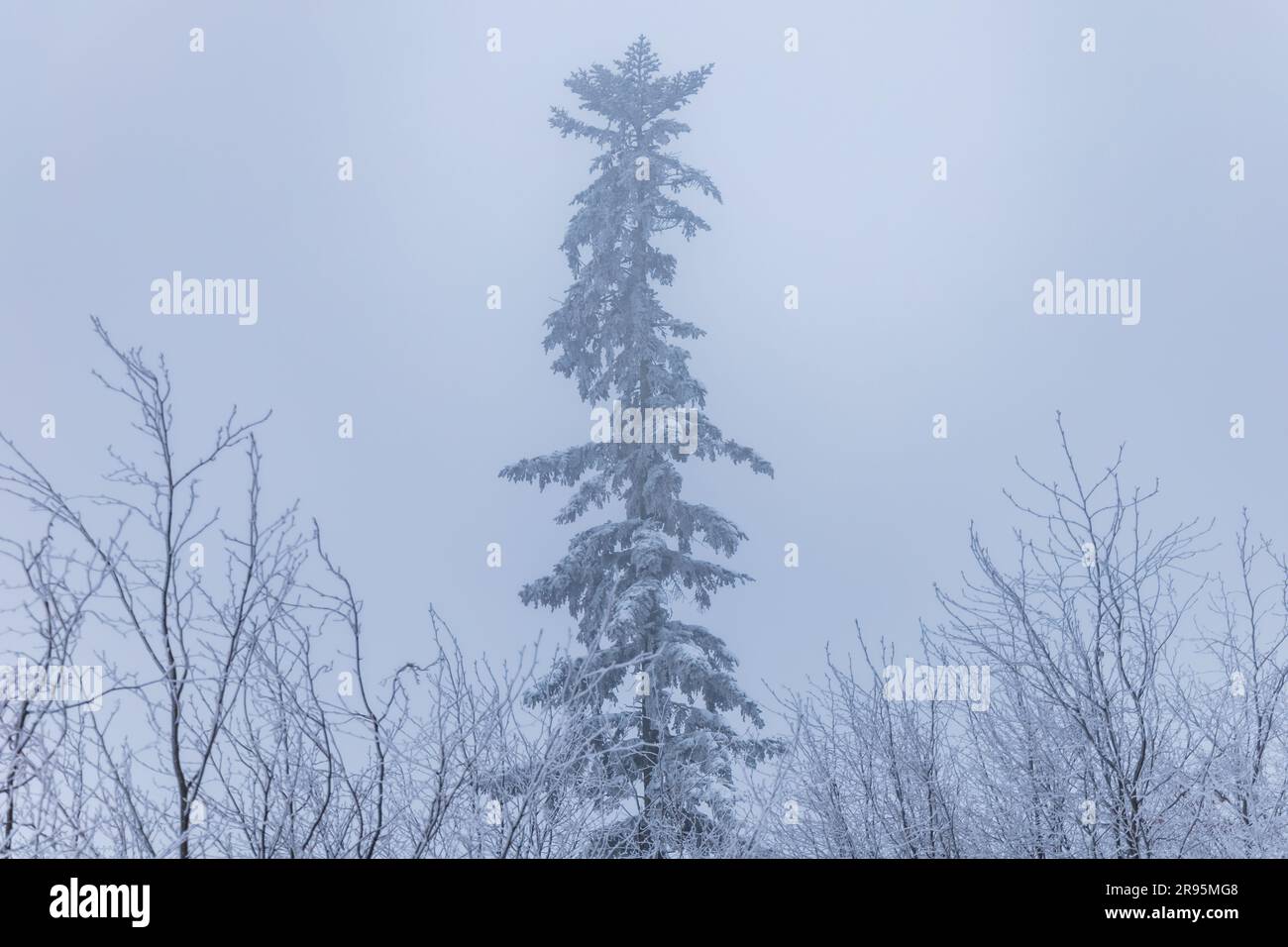Fog and fog around the wonderland hi-res stock photography and images ...