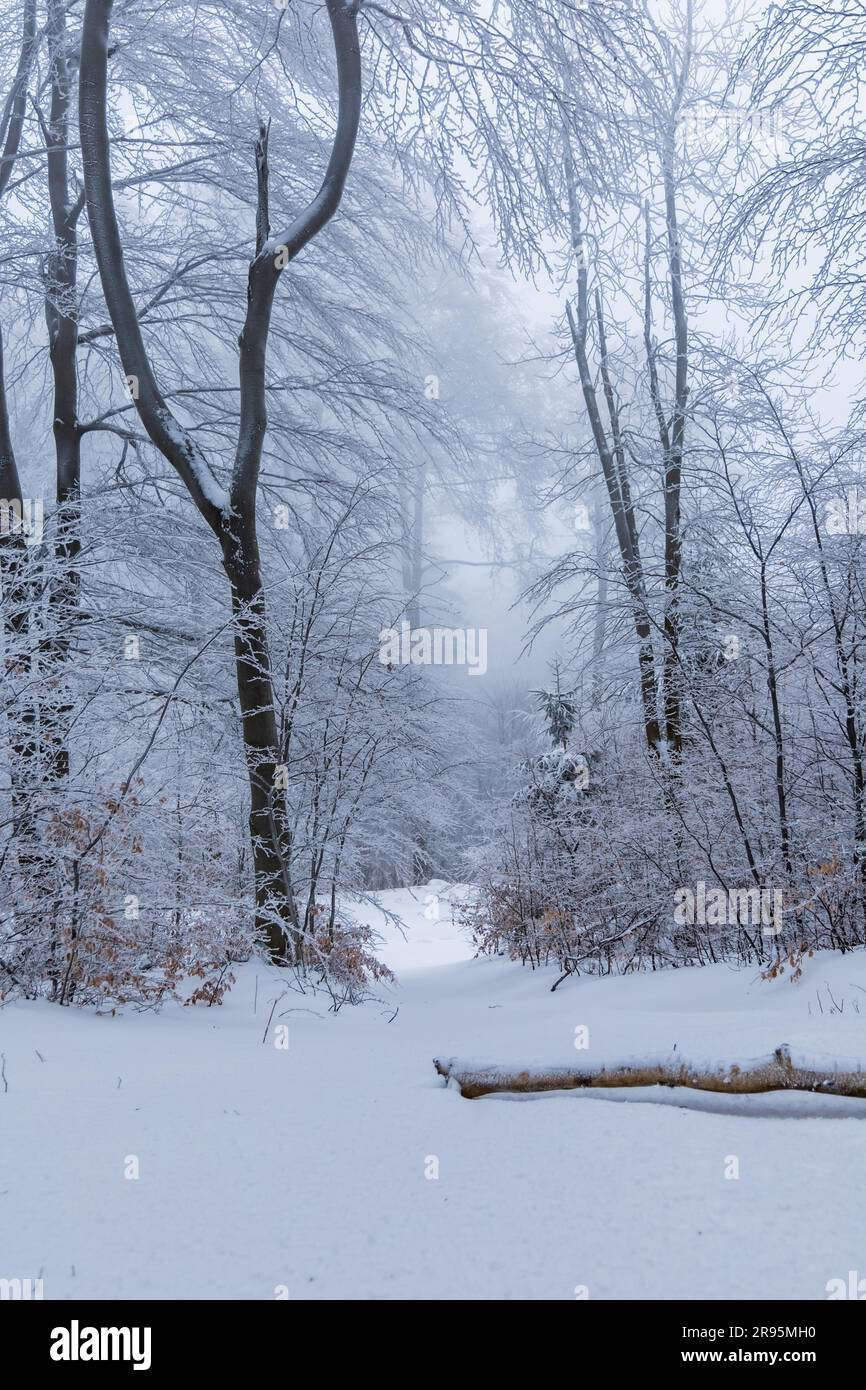 Beautiful winter mountain landscape of high trees full of snow hidden ...