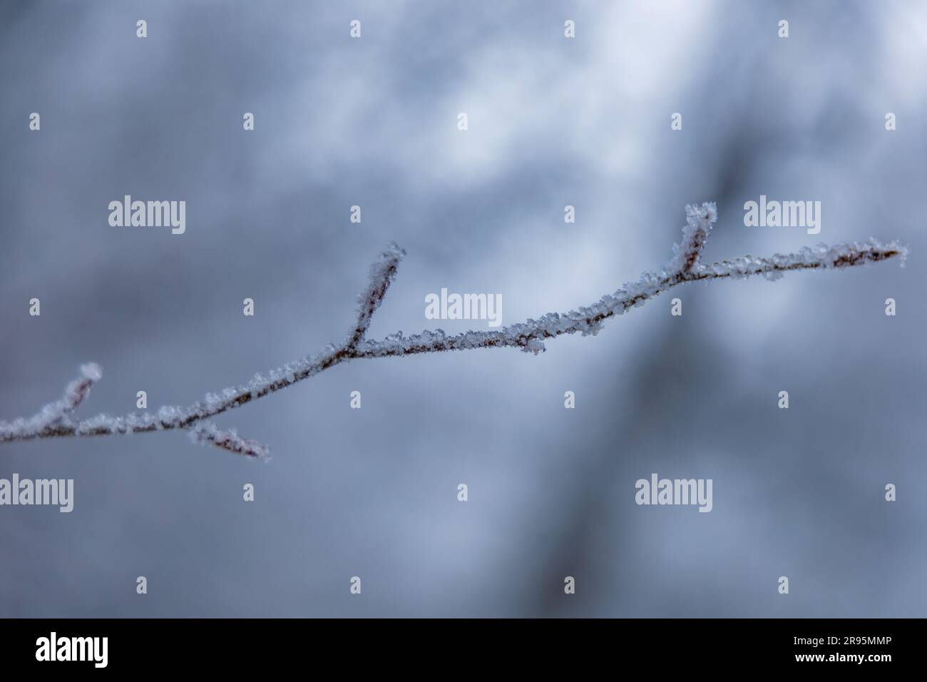 Small and thin stick of tree covered with small crystals of ice and ...