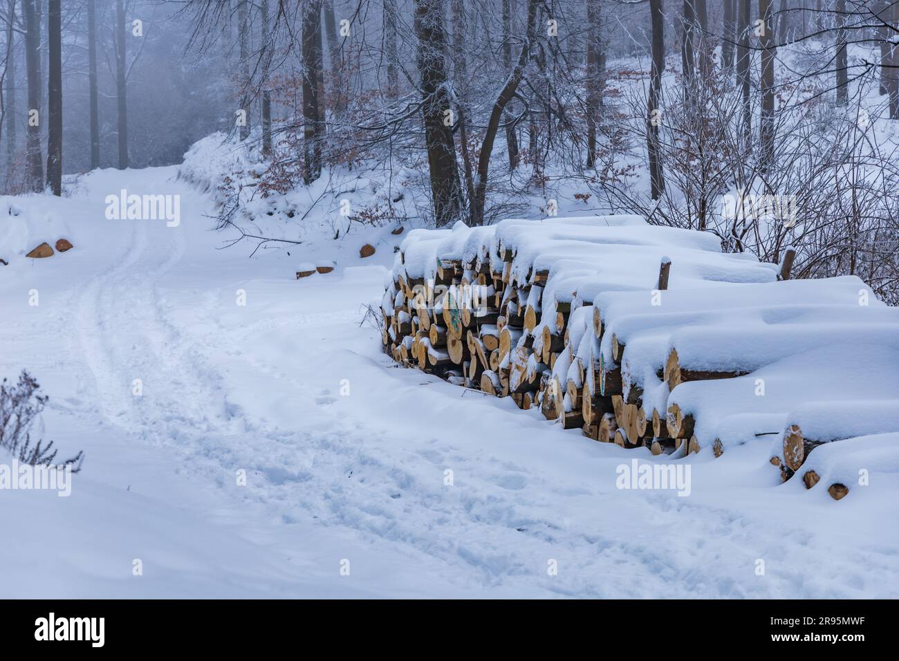 A lot of cutted trees lying next to mountain trails in mountains ...