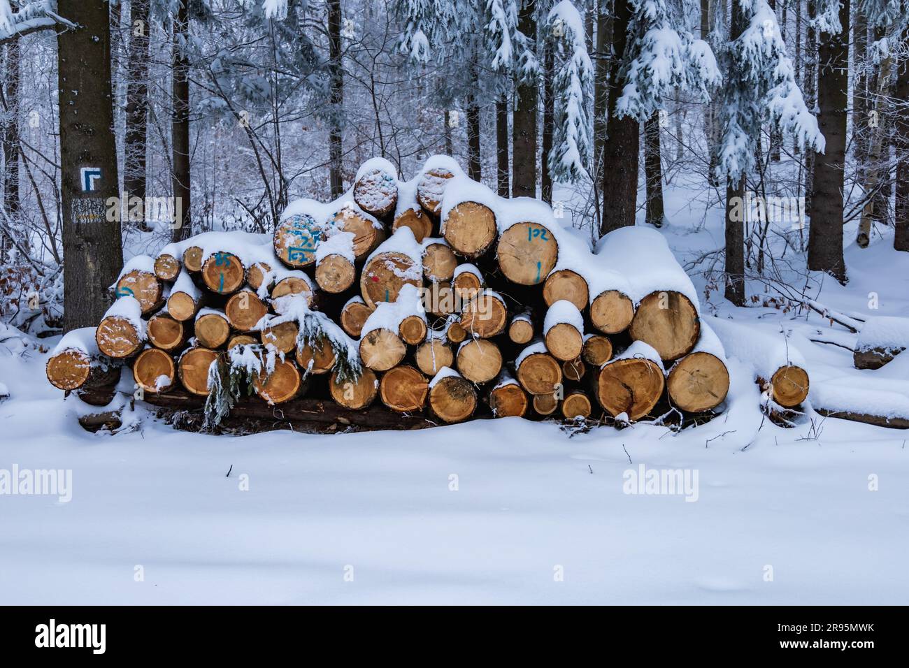 A lot of cutted trees lying next to mountain trails in mountains ...