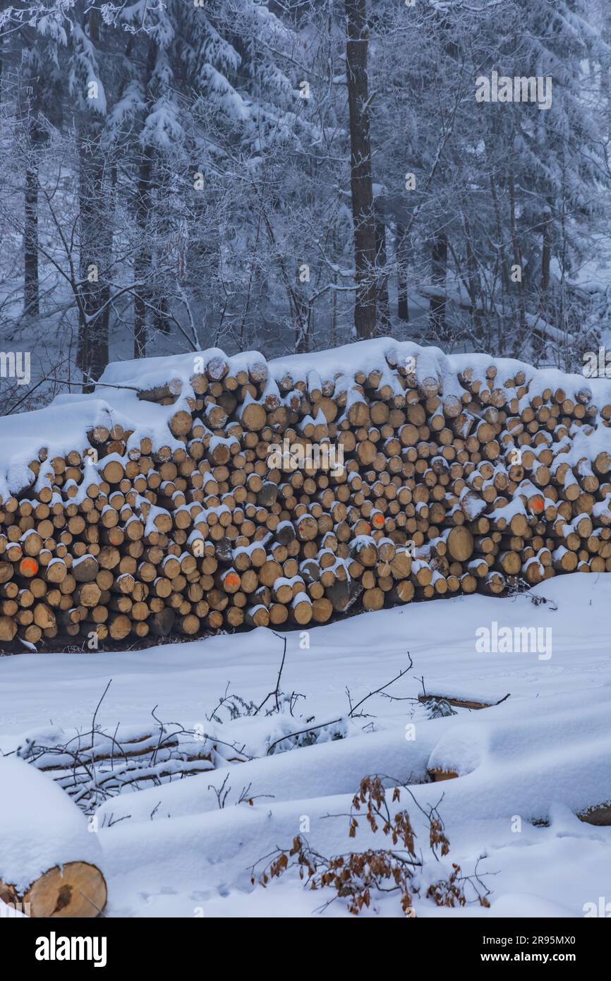 A lot of cutted trees lying next to mountain trails in mountains ...