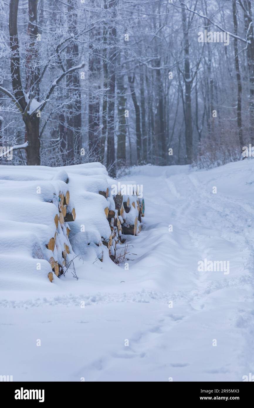 A lot of cutted trees lying next to mountain trails in mountains ...