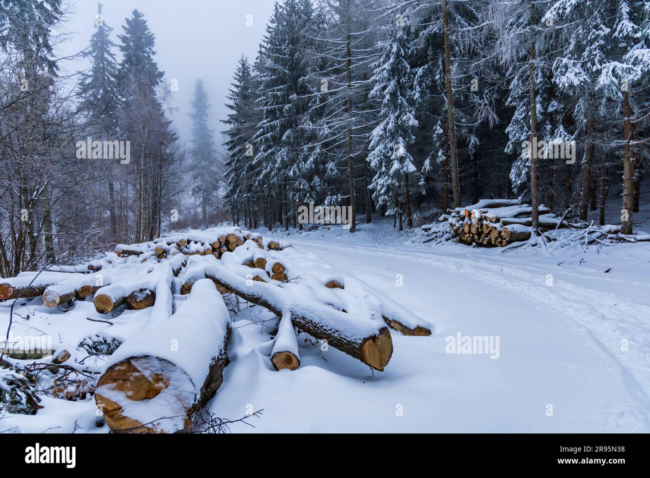 A lot of cutted trees lying next to mountain trails in mountains ...