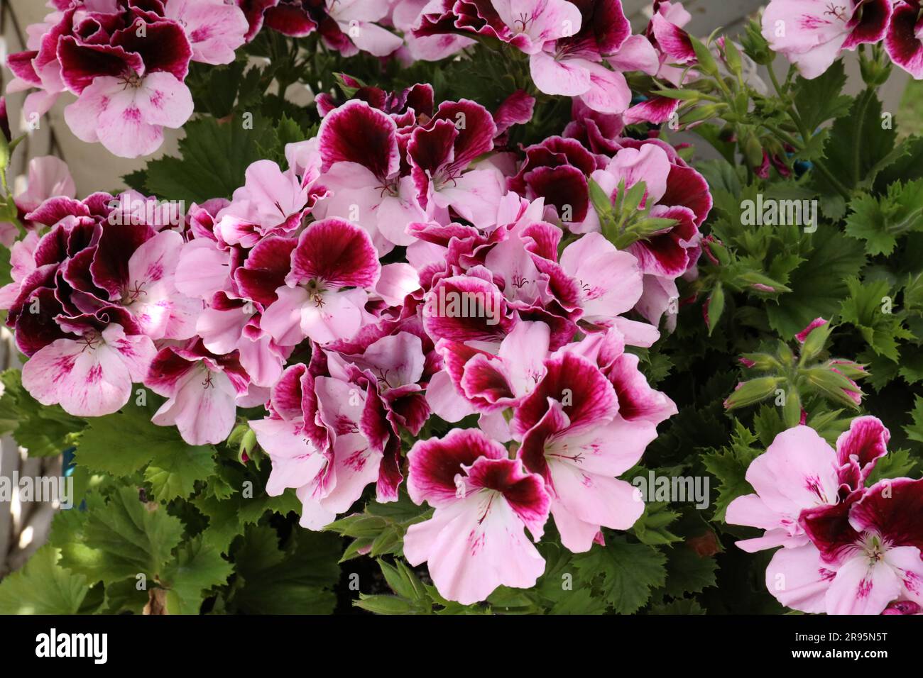 Purple majesty hi-res stock photography and images - Alamy