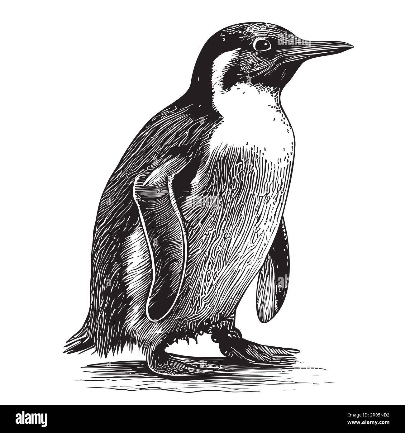 Penguin standing, hand drawn sketch in doodle style illustration Stock ...
