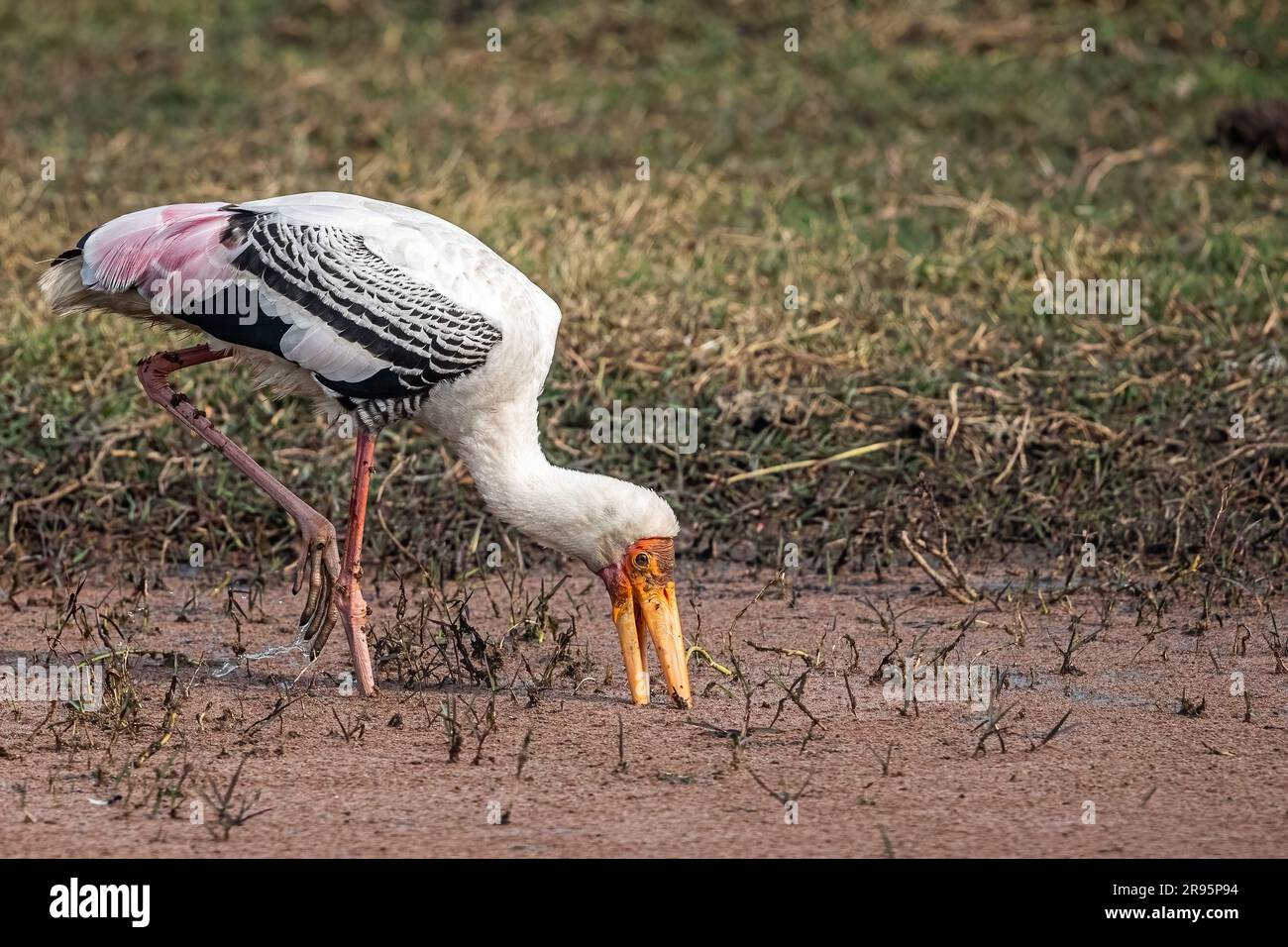 A painted stork hunting in wet land Stock Photo - Alamy
