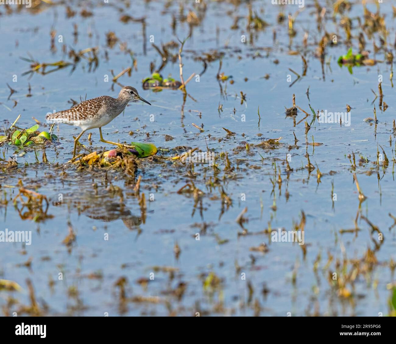A wood sandpiper running in a wet land Stock Photo - Alamy