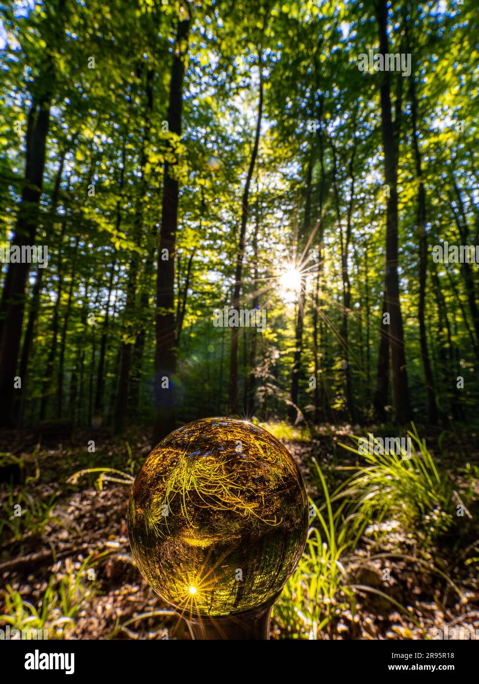 Environment Concept - Crystal Earth On moss In Forest With Ferns And ...