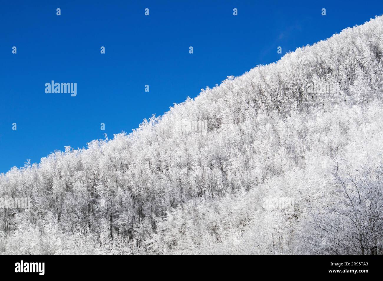 Photographic documentation of a forest in the Tuscan Apennines covered ...
