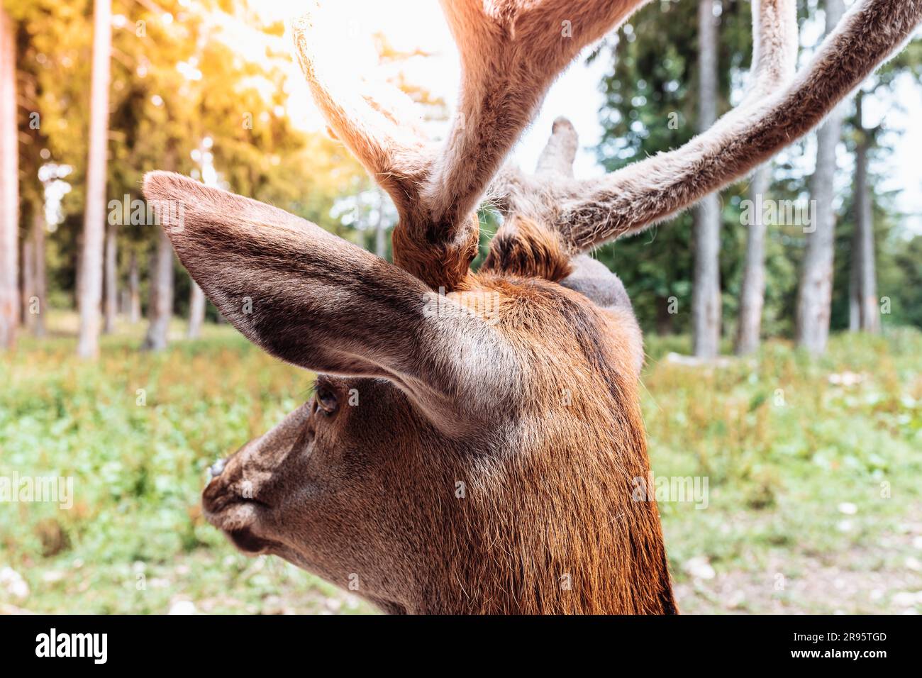 Wild animals in nClose-up young deer antleratural park Stock Photo - Alamy