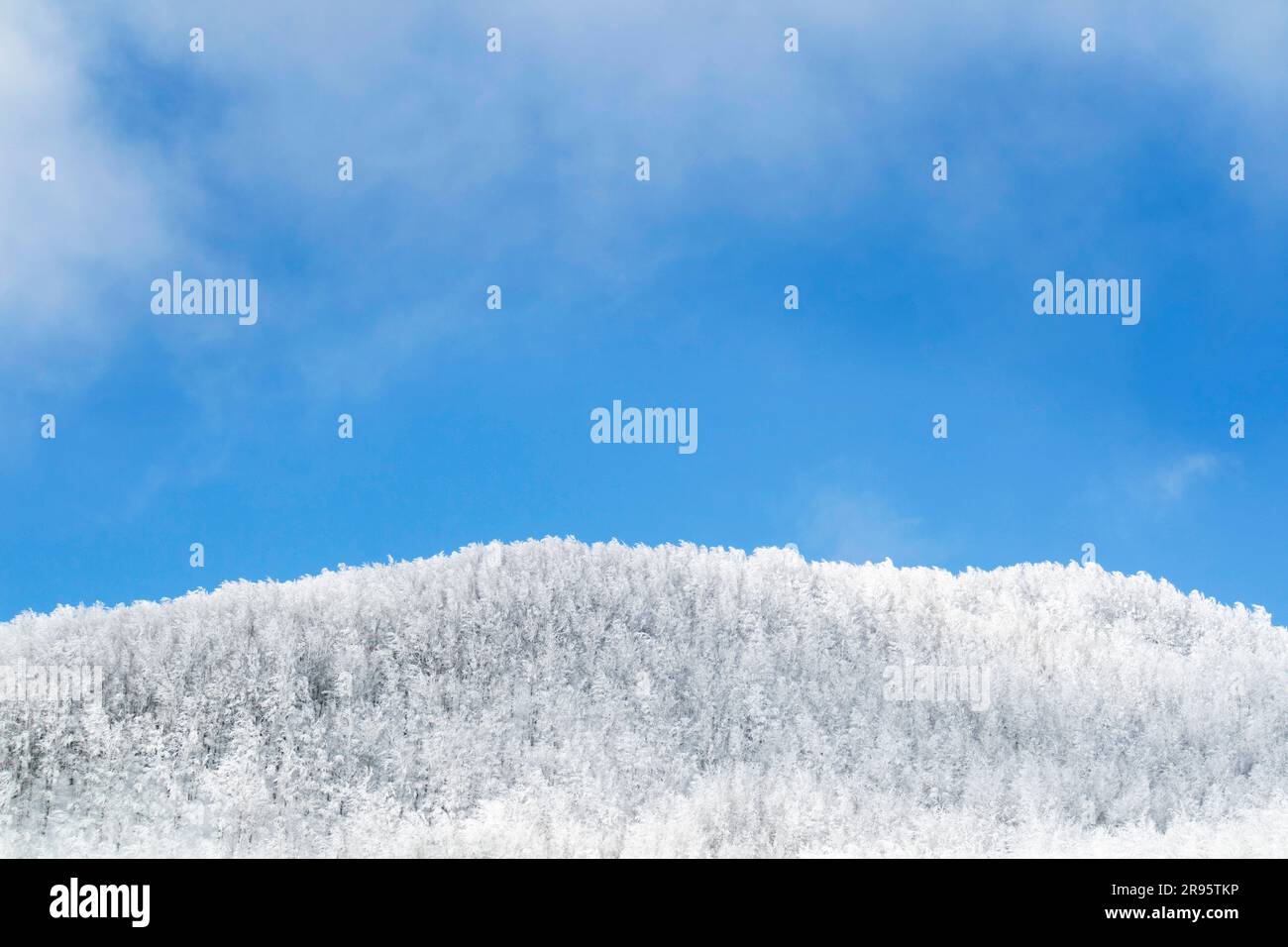 Photographic documentation of a forest in the Tuscan Apennines covered ...