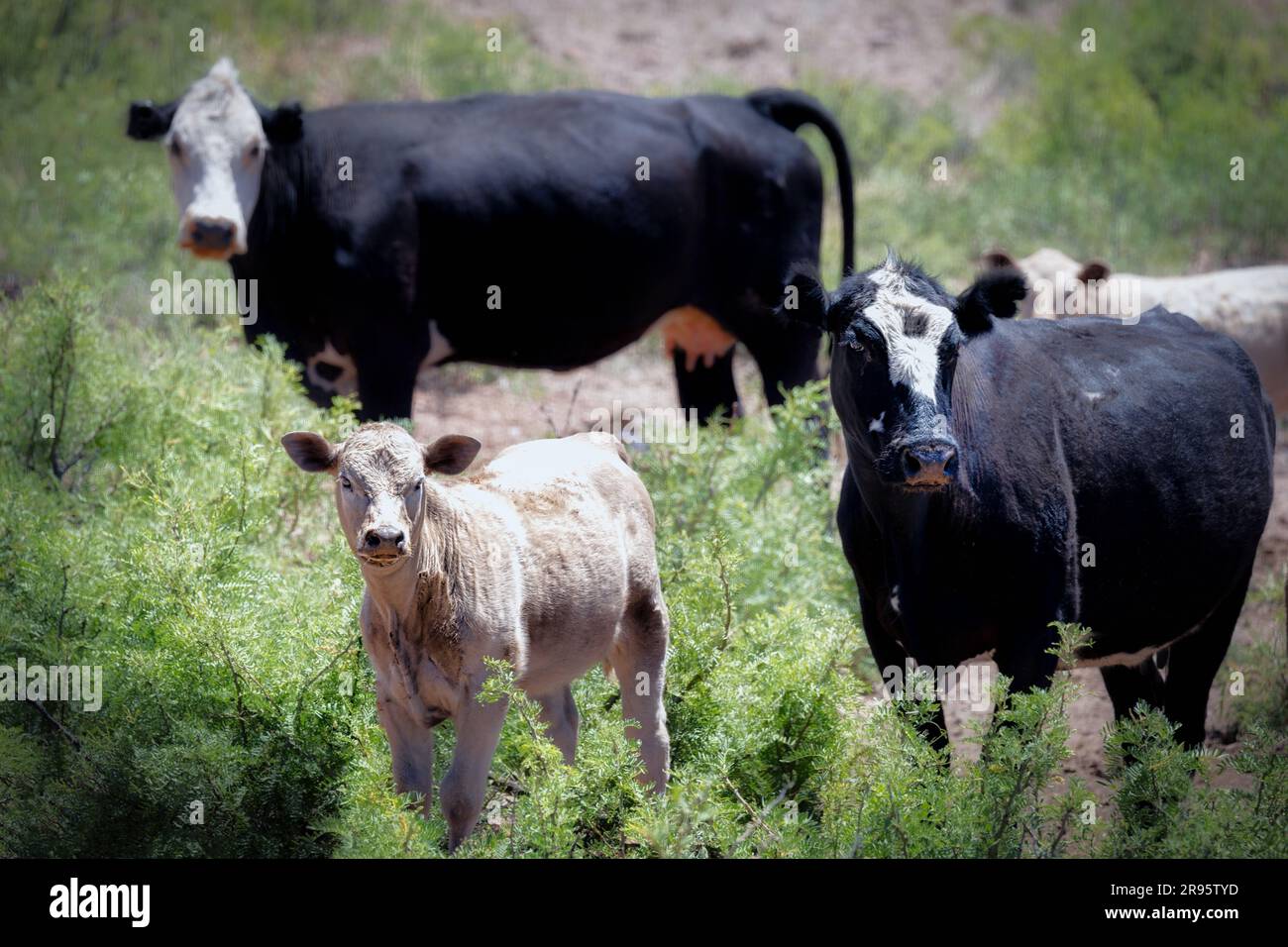 Mexico ranch cattle hi-res stock photography and images - Alamy