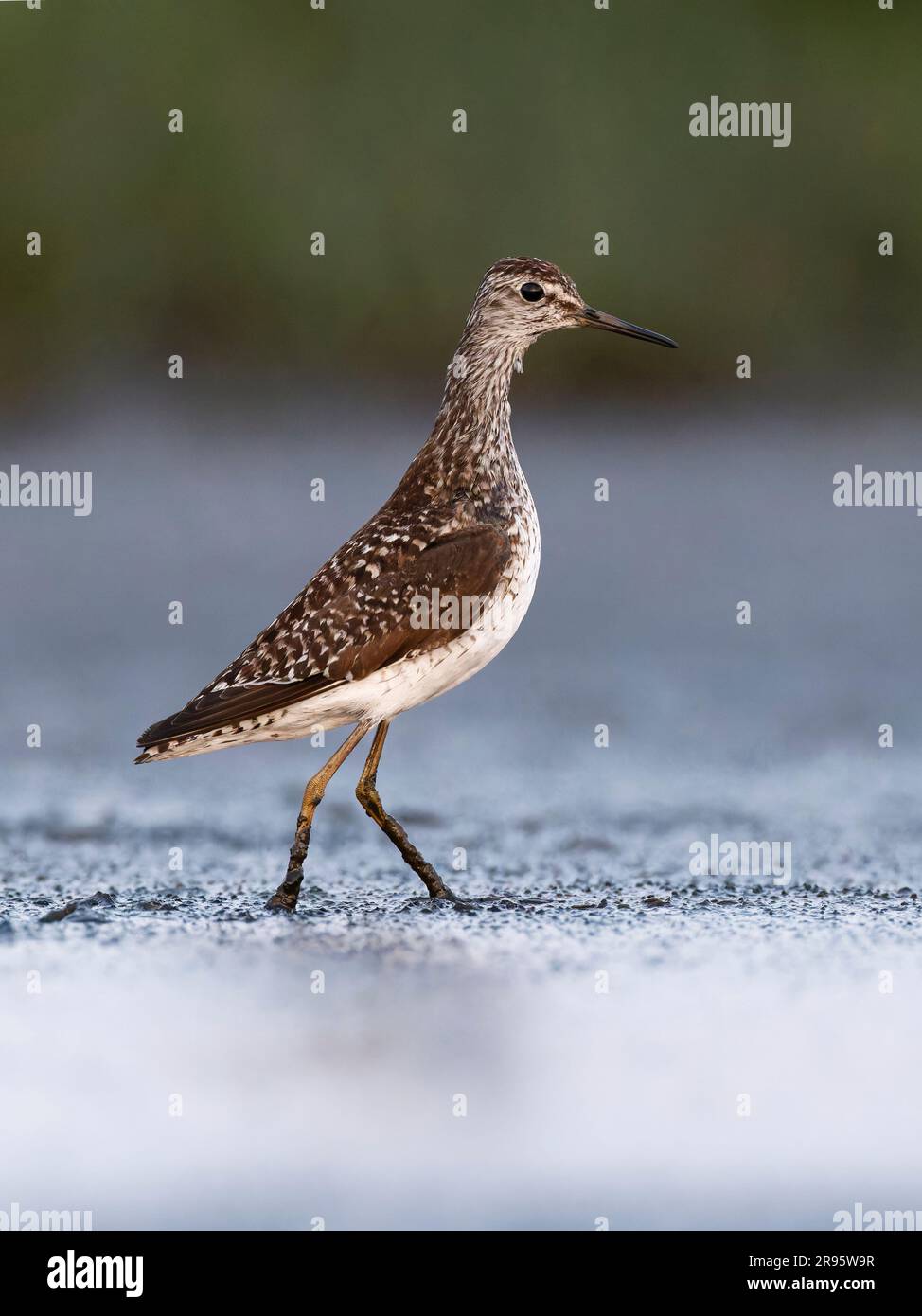 Wood sandpiper (Tringa glareola) foraging in shallow water , mud Stock ...