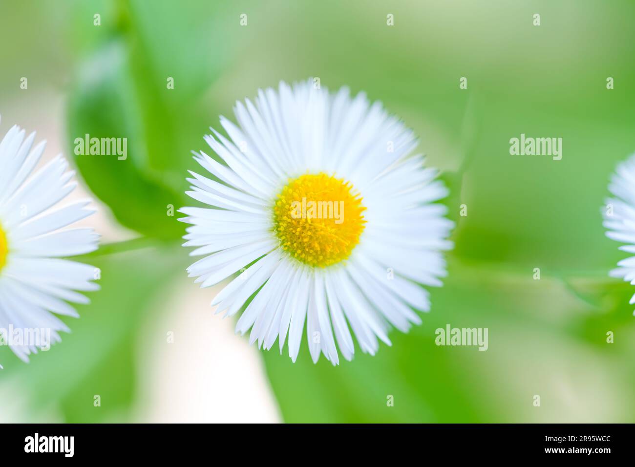 4k grass in wind natural hi-res stock photography and images - Alamy