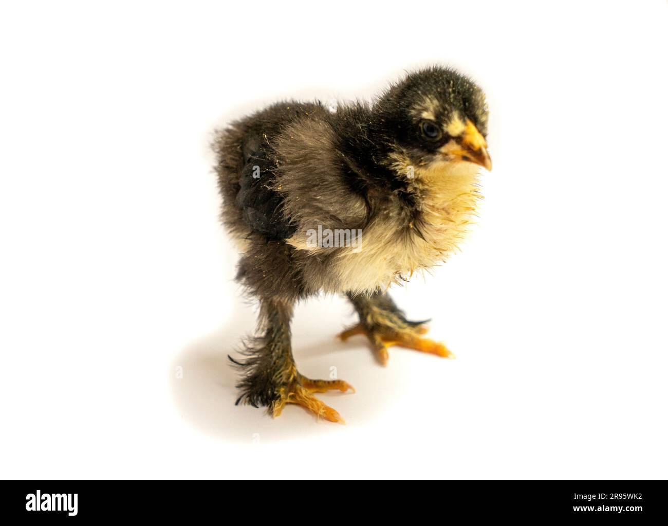 black Brahma chick on white background, selective focus Stock Photo - Alamy