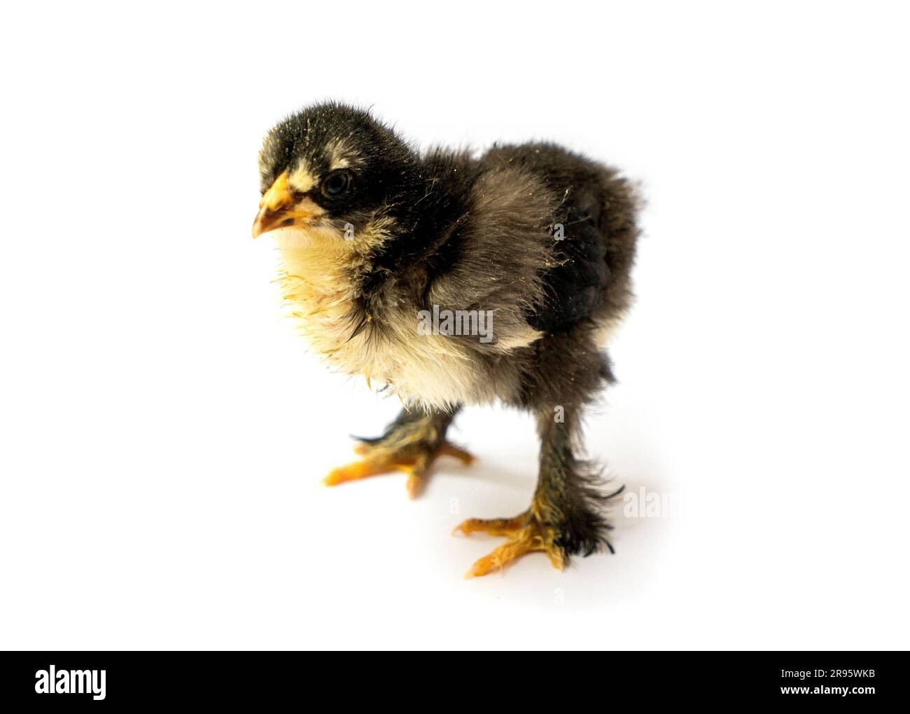 black Brahma chick on white background, selective focus Stock Photo - Alamy