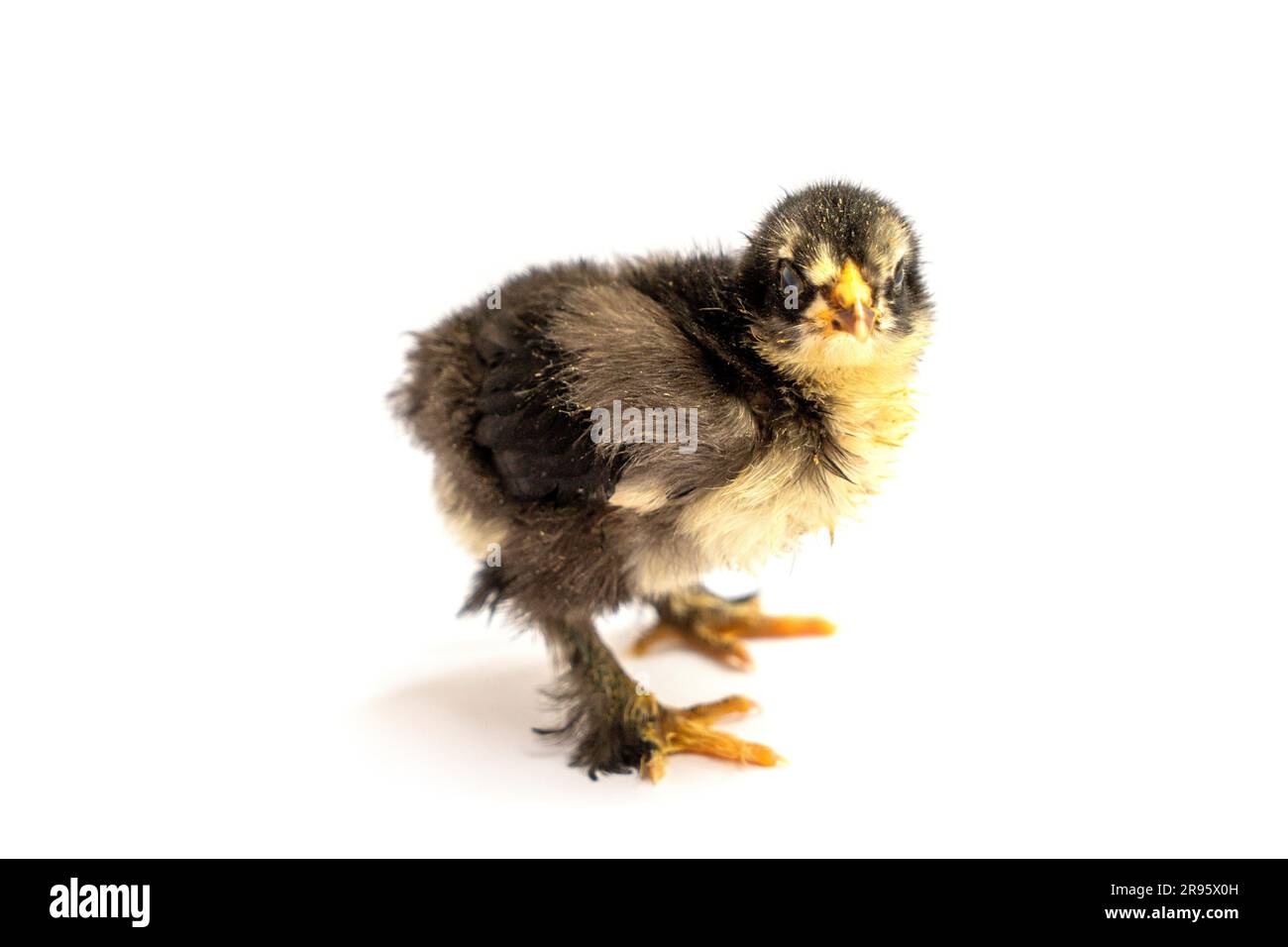 Black white baby feet Cut Out Stock Images & Pictures - Alamy