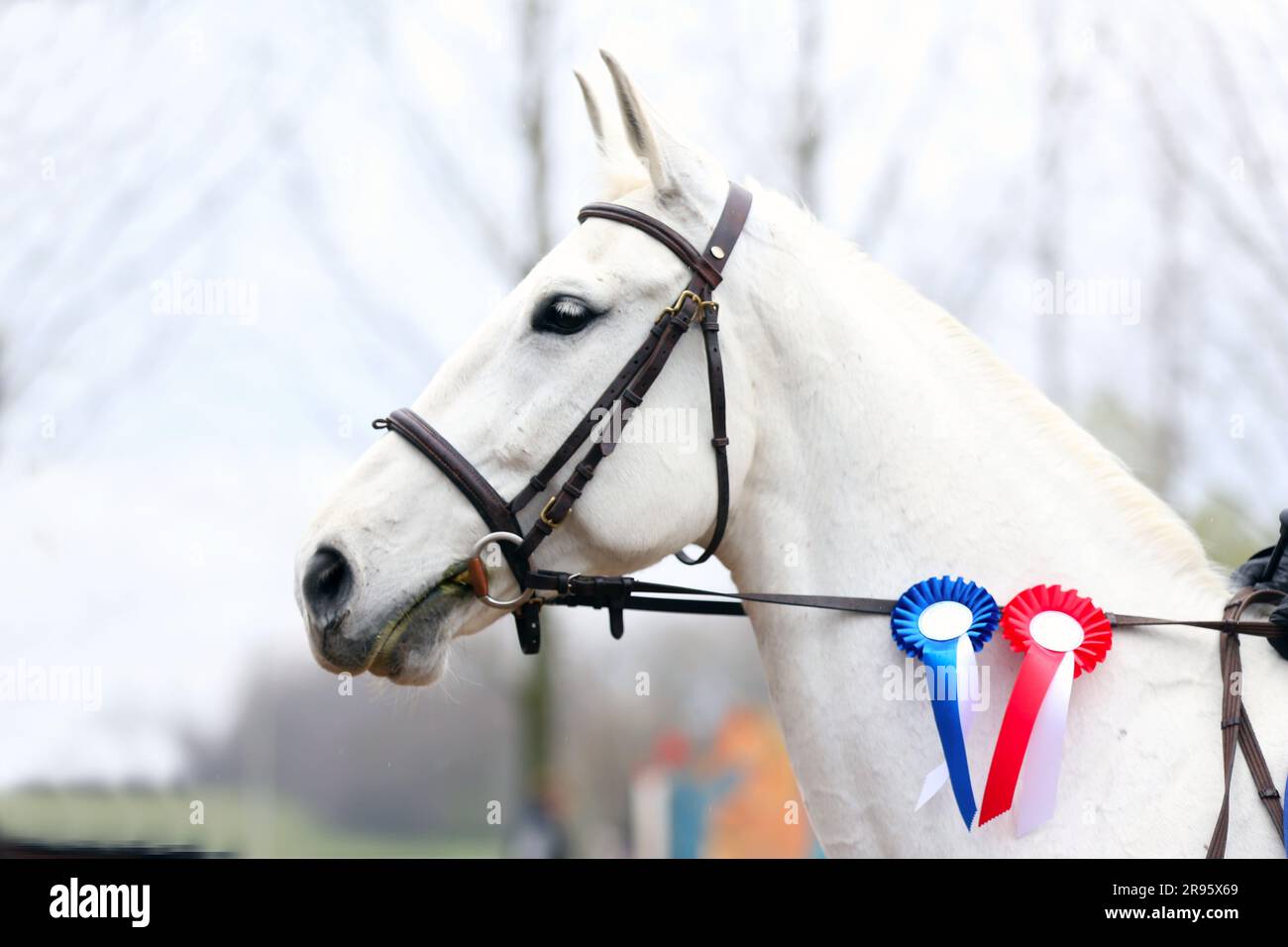 On a show jumper horse in the saddle sits a rider with a rosette of the ...