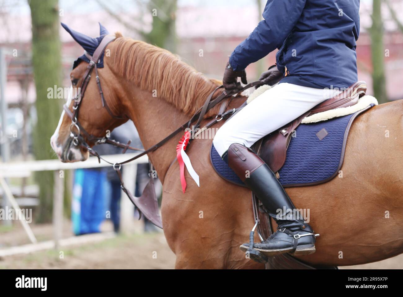 On a show jumper horse in the saddle sits a rider with a rosette of the ...